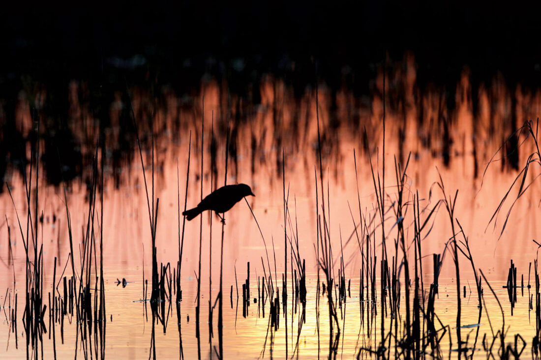 Judge temporarily blocks clean water rules in 24 states | News, Sports ...